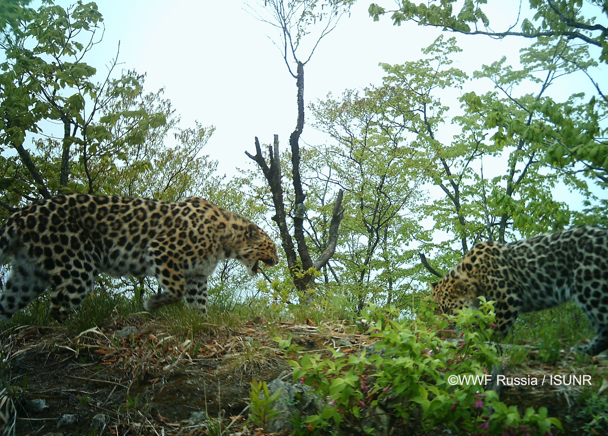 Critically endangered Amur leopards captured on video | WWF