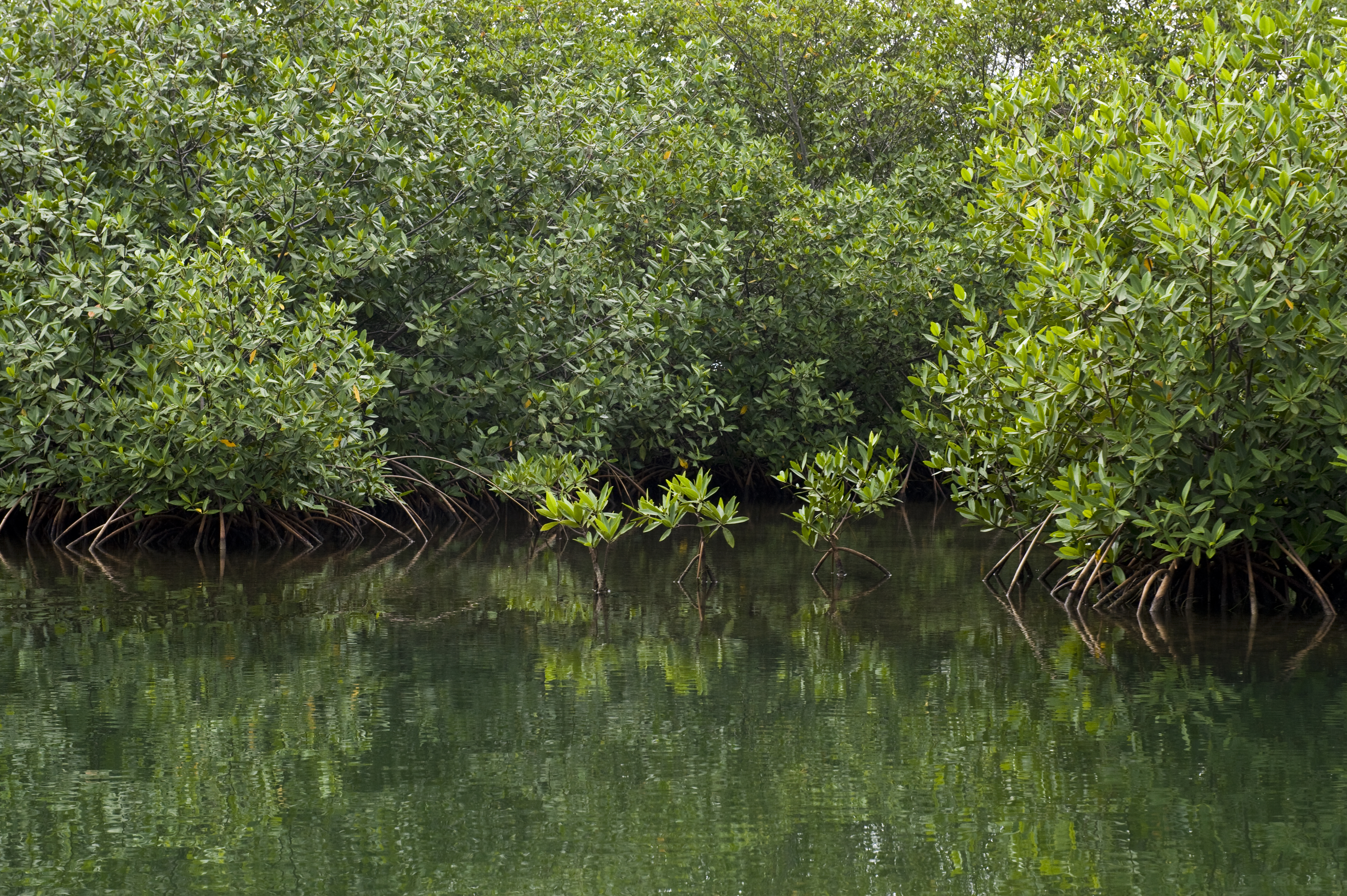 Support services to launch and implement the Friendly Mangrove ...