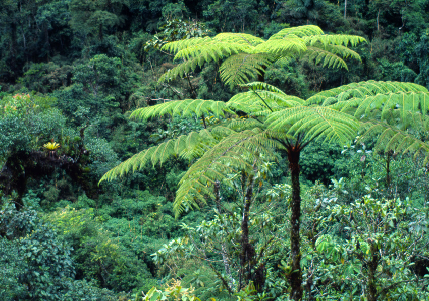 Bonds key to forests and climate | WWF