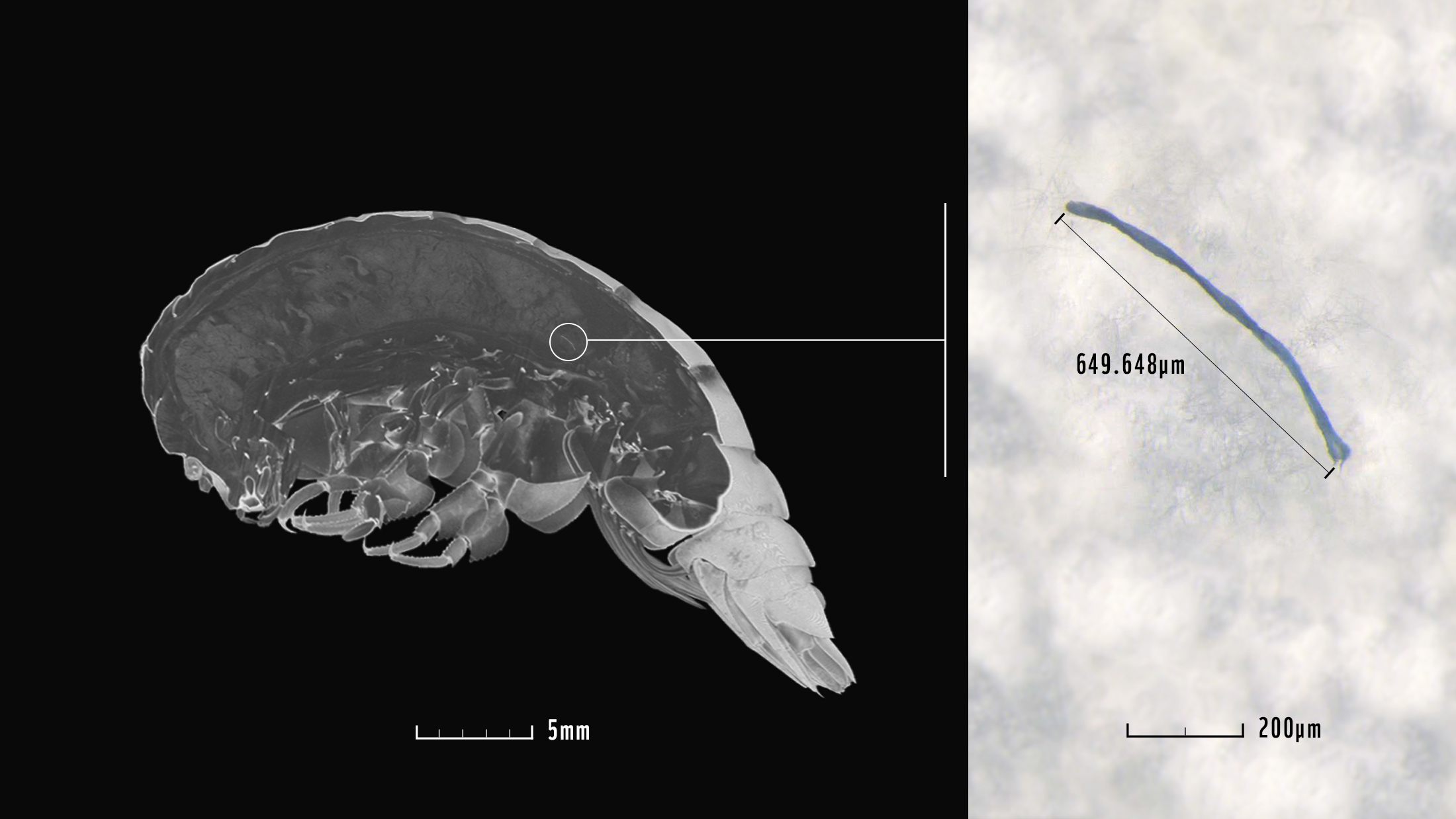 Científicos descubren nueva especie contaminada con plástico en las profundidades del océano | WWF