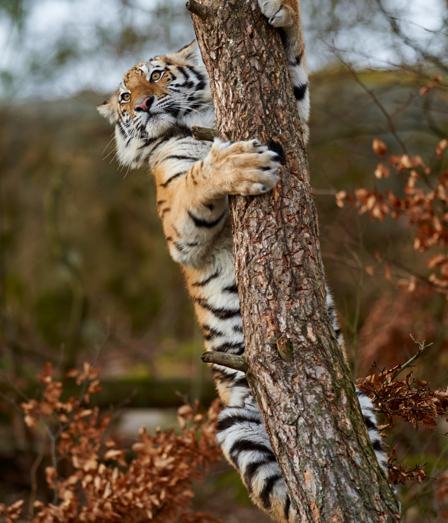 Conviviendo con tigres, una historia de conservación exitosa | WWF
