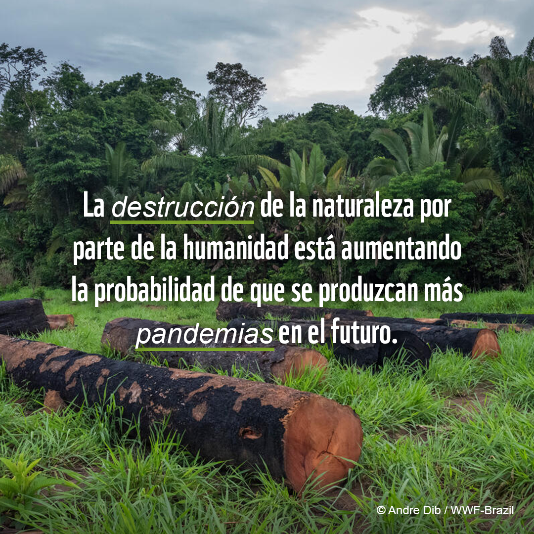 WWF llama a tomar conciencia sobre la relación entre un planeta sano y ...