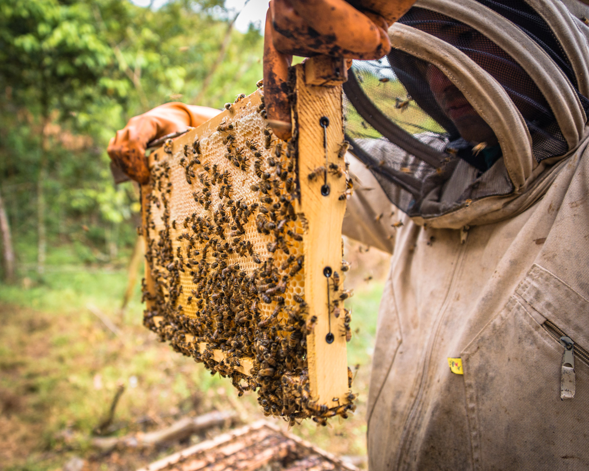 Las abejas y flores del Pato – Balsillas: una investigación local para ...