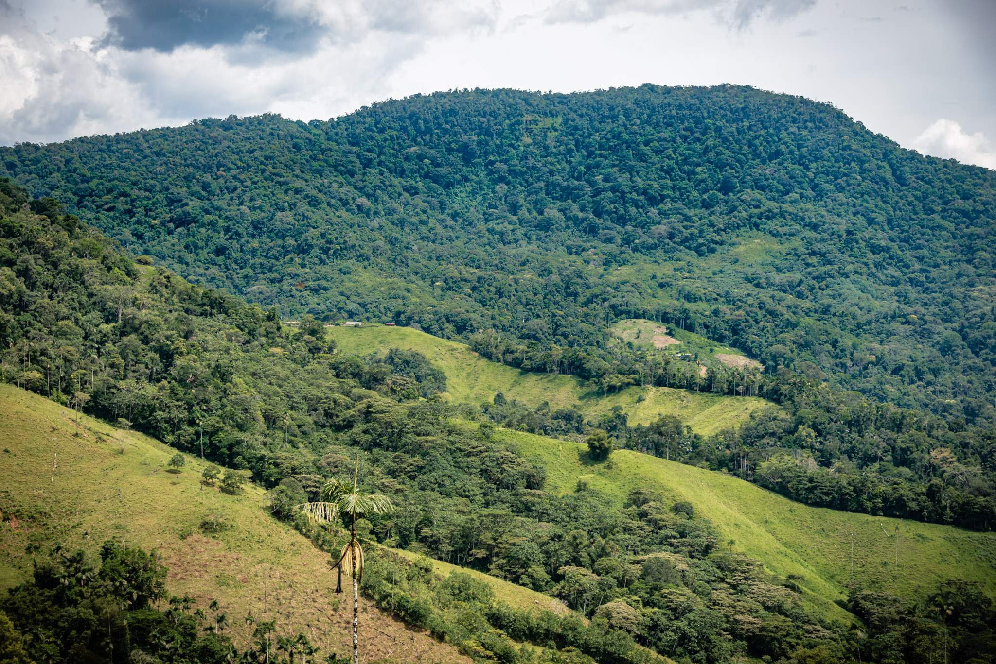 Las Zonas de Reserva Campesina y sus aportes a la conservación de los ...