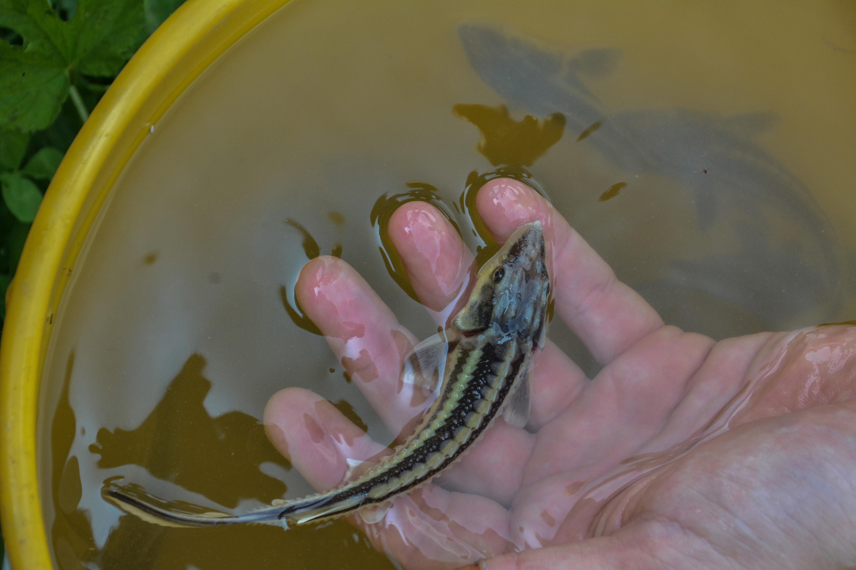 WWF released more than 20,000 Russian Sturgeons into the Danube | WWF