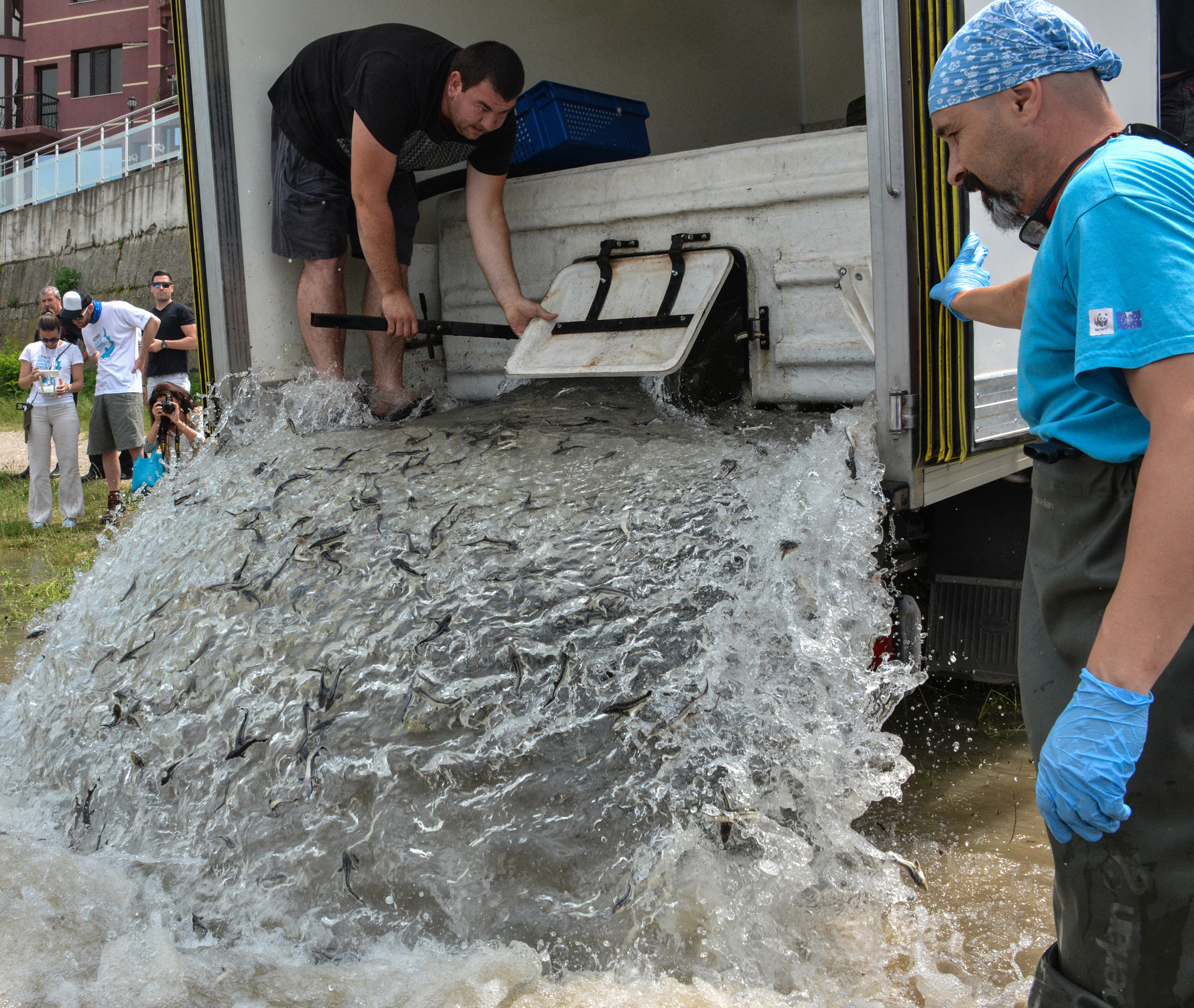 WWF released more than 20,000 Russian Sturgeons into the Danube | WWF