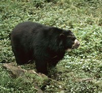 Danubio, un oso saludable y glotón | WWF