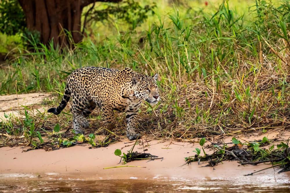 Histórica decisión en la COP20 busca fortalecer la conservación del ...