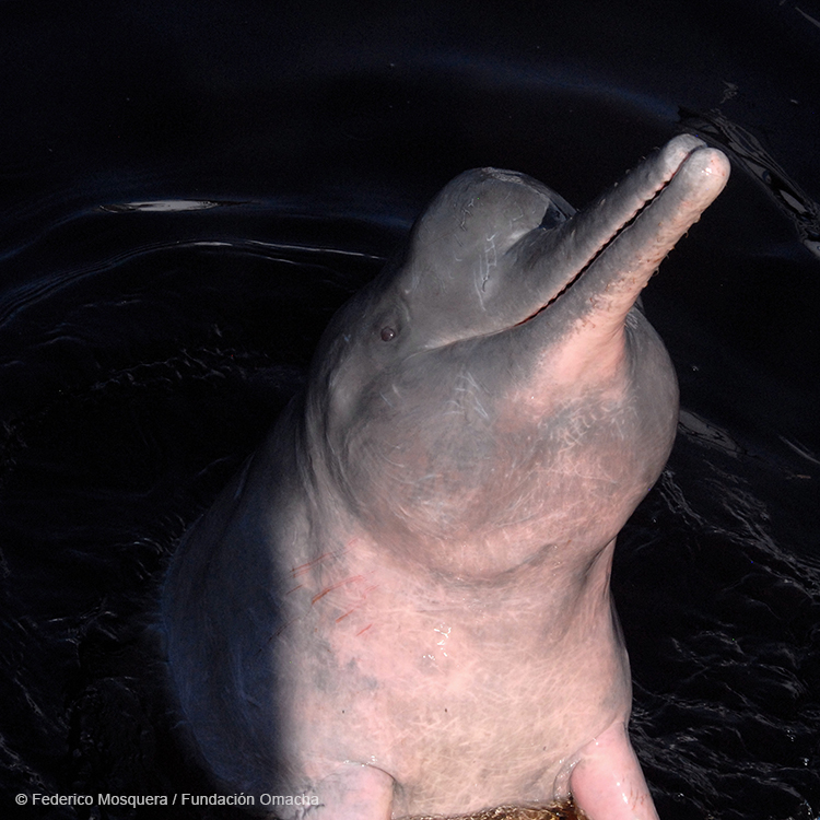 Visto bueno a plan regional para conservar los delfines de río en ...