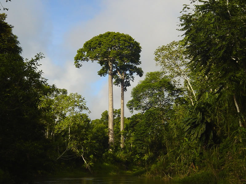 Programa Forestal de WWF avanza en El Darién panameño | WWF