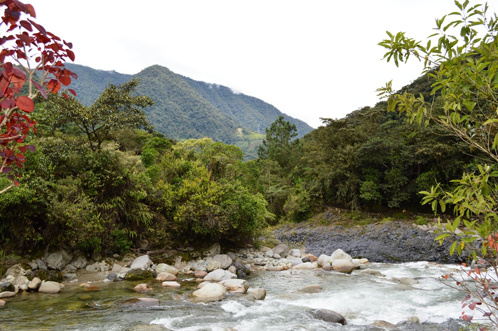 Fomentar la capacidad de recuperación del bioma amazónico: las áreas ...