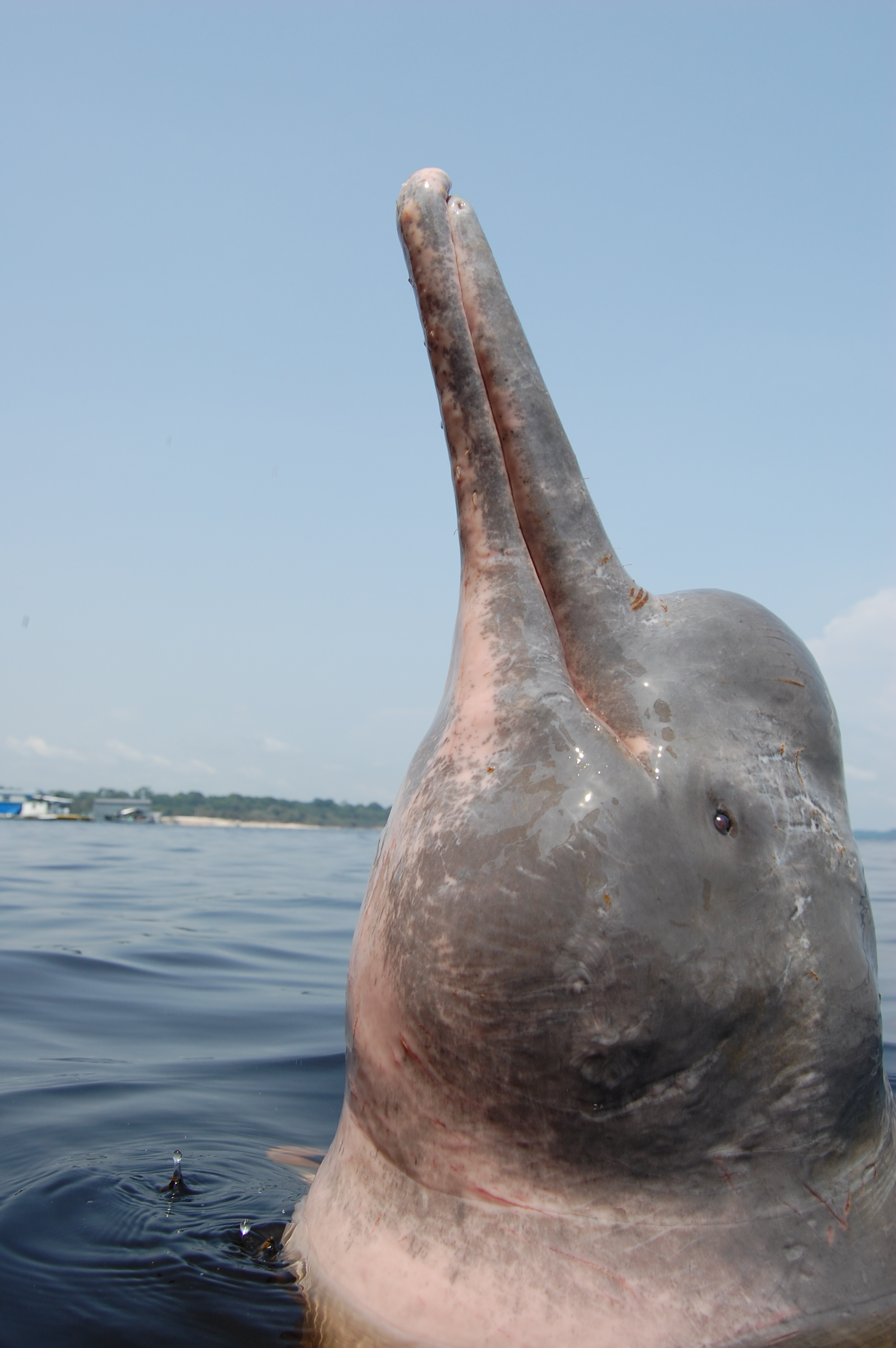 Expedición de Delfines por el Río Tapajos | WWF