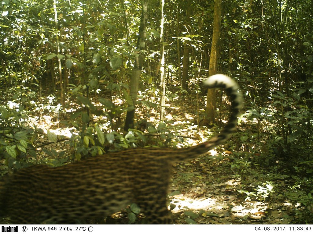 Anti-poaching measures show encouraging signs of recovery in Nki ...