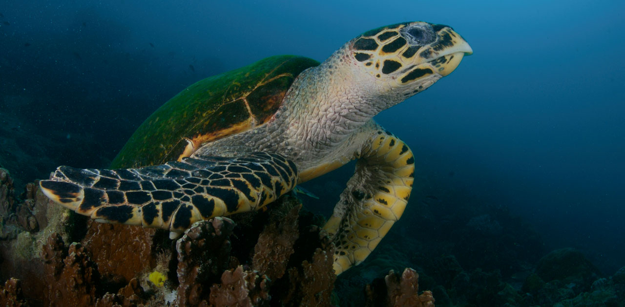 ShellBank, nuevo conjunto de herramientas y base de datos de ADN para ...