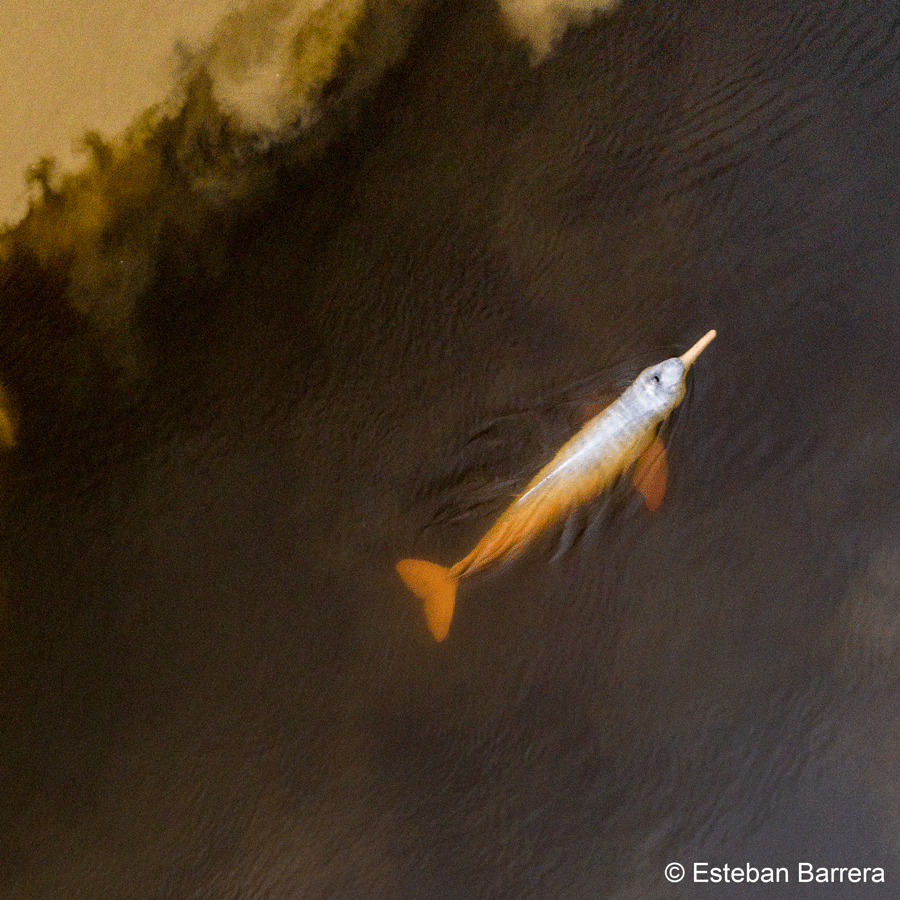 Nuevo conteo de delfines de río en Cuyabeno, Ecuador | WWF