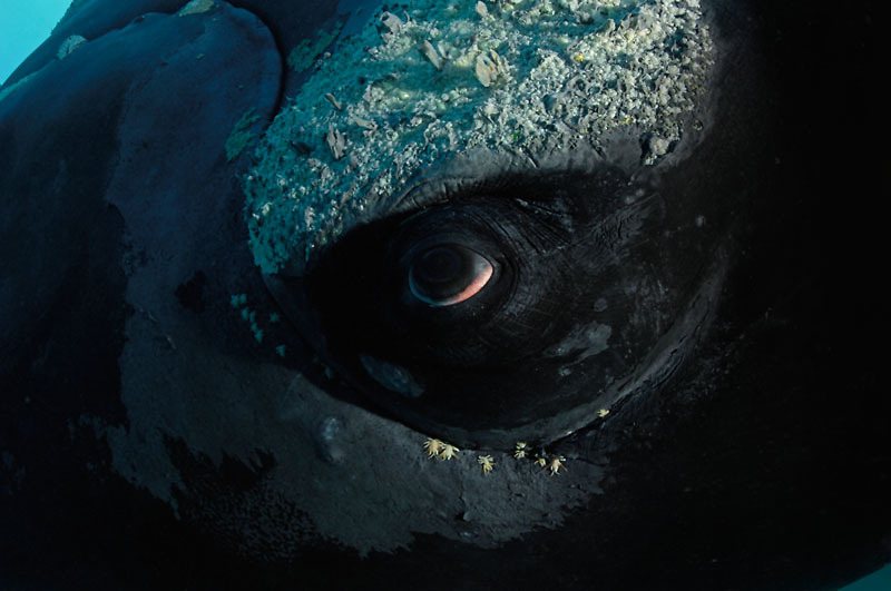 La Corte Internacional de Justicia reafirma la protección de las ...