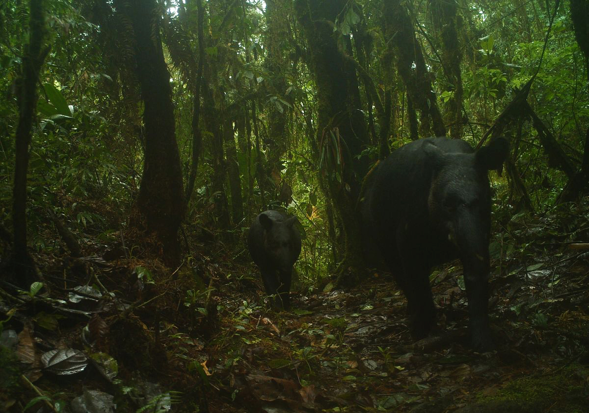 Día internacional del Tapir | WWF