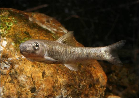 New species of Arabian freshwater fish found in Oman | WWF