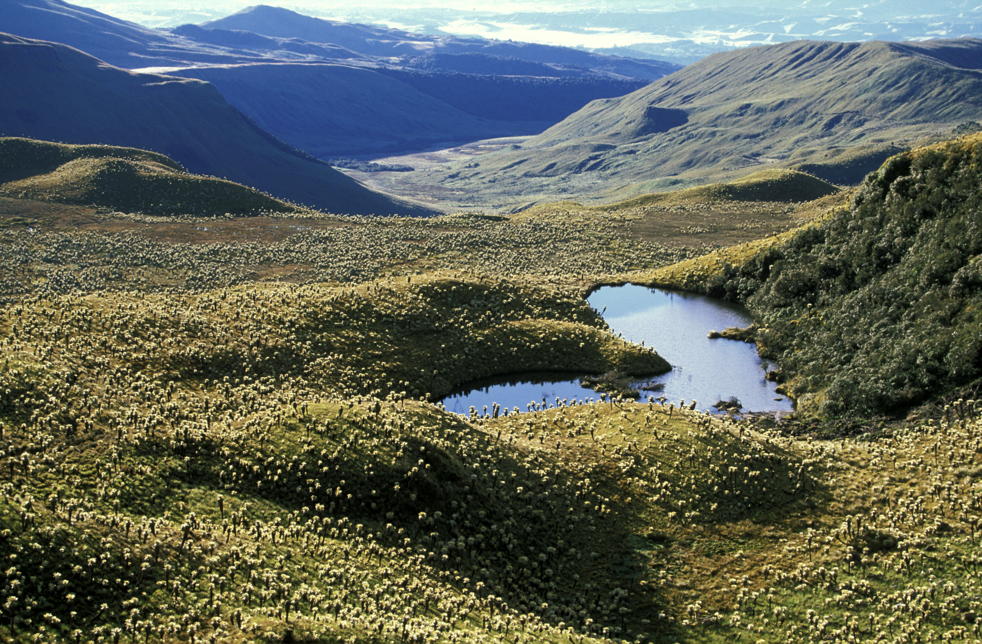 Aliados por los páramos de los Andes del Norte | WWF