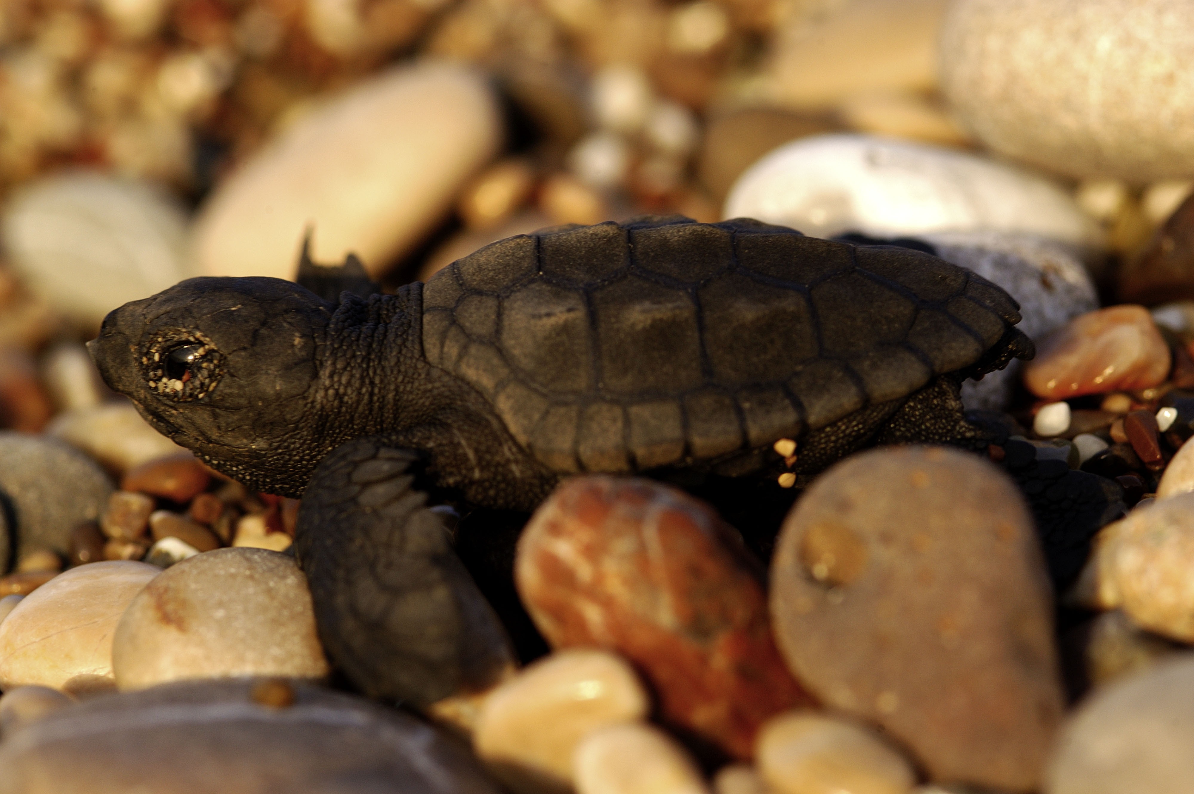 Latinoamérica y el Caribe: Un mundo de tortugas | WWF