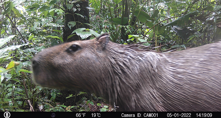 Campesinos del Caquetá y Guaviare monitorean su biodiversidad para ...