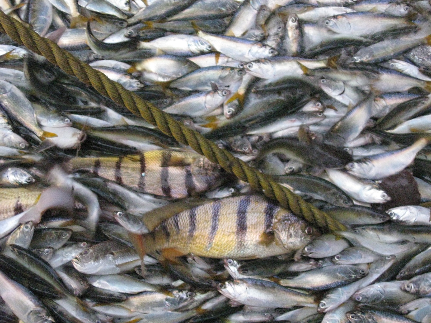 Un crucero por los recursos marinos del Pacífico colombiano | WWF