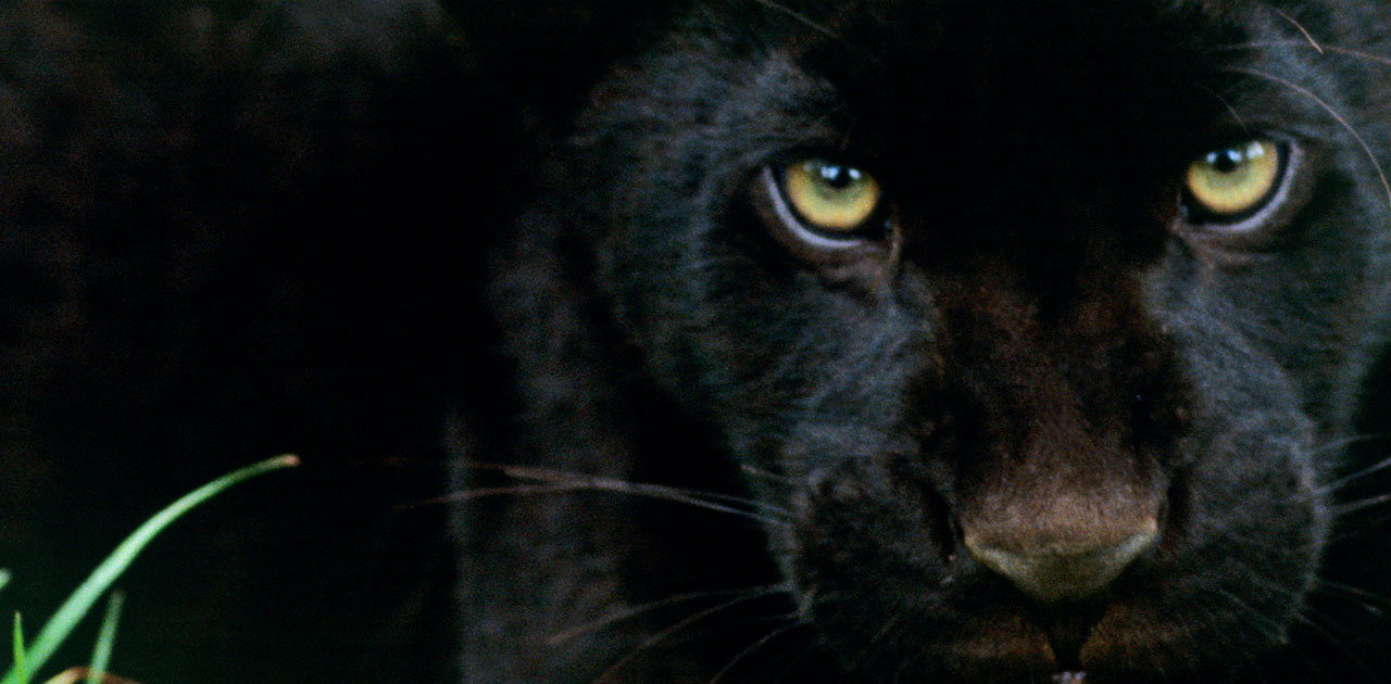 WWF es reconocido con el Latin Podcast Award 2022 por “La niña y la ...