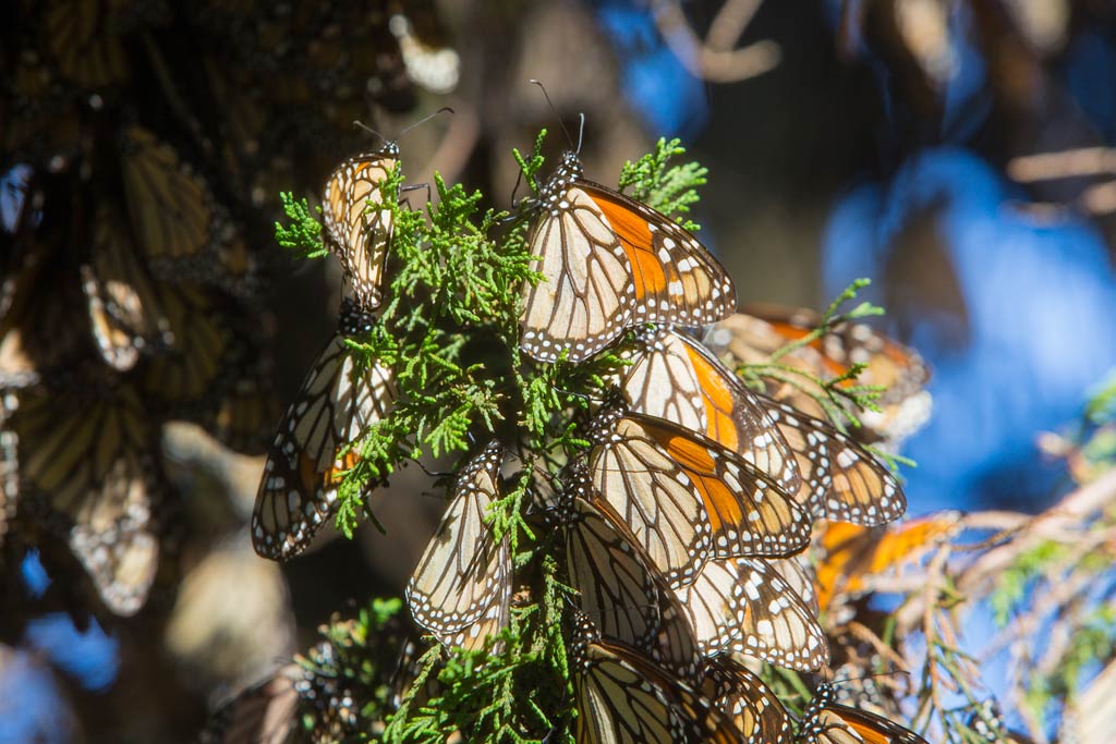 Inicia Mes de las Mariposas Monarca en el Mariposario del Zoológico de ...