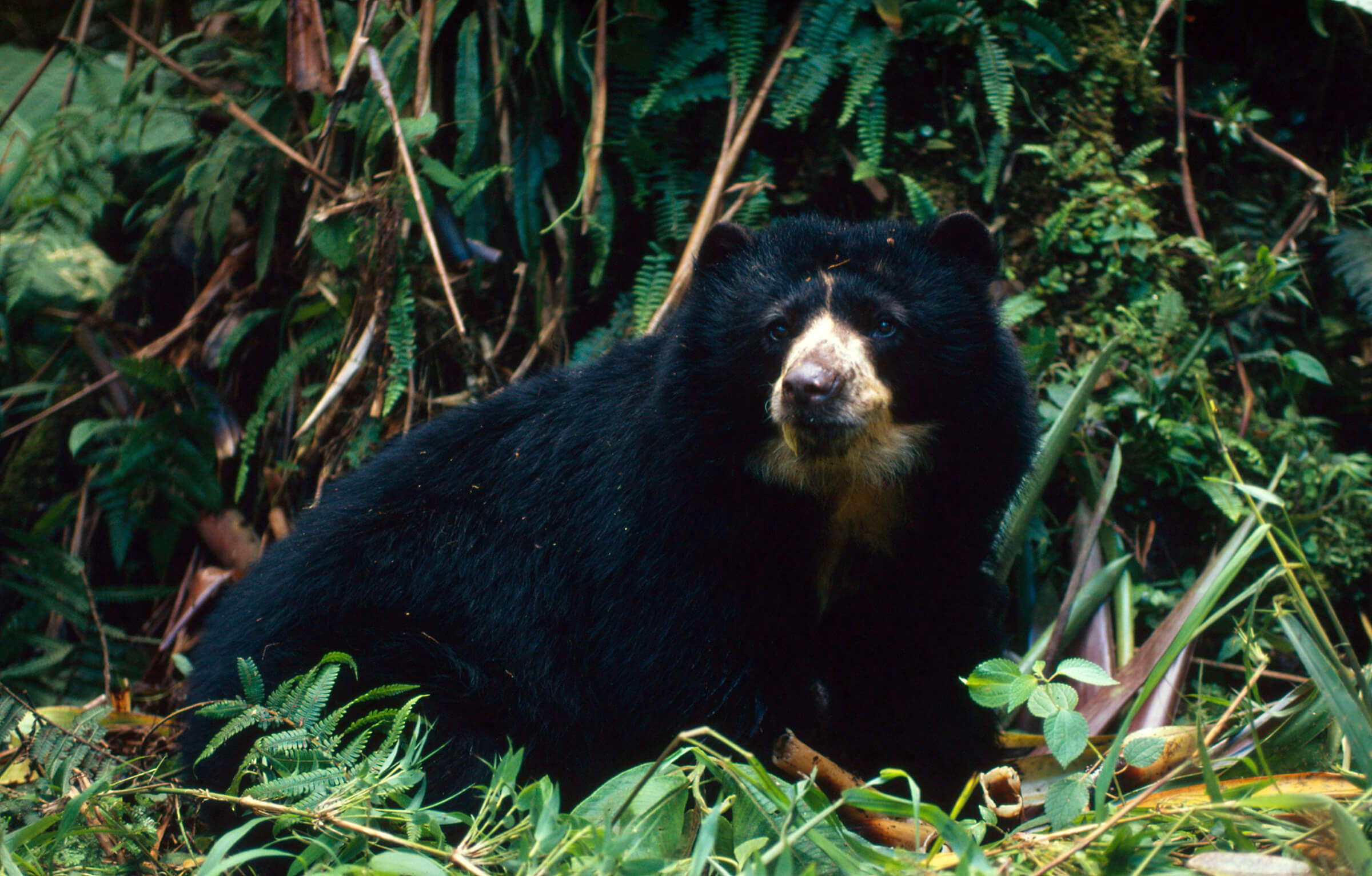 Un mundo de osos | WWF