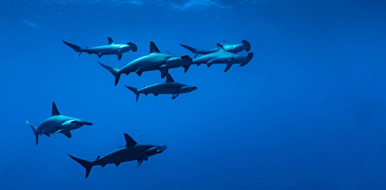 La CITES da un paso histórico para la conservación de los tiburones | WWF