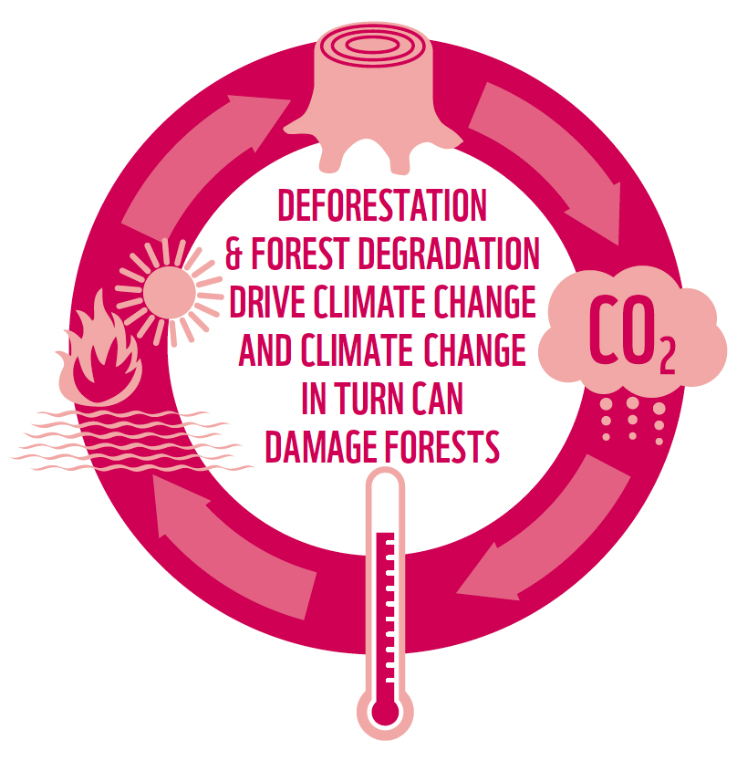 Living Forests Report - Chapter 3 Forest & Climate | WWF