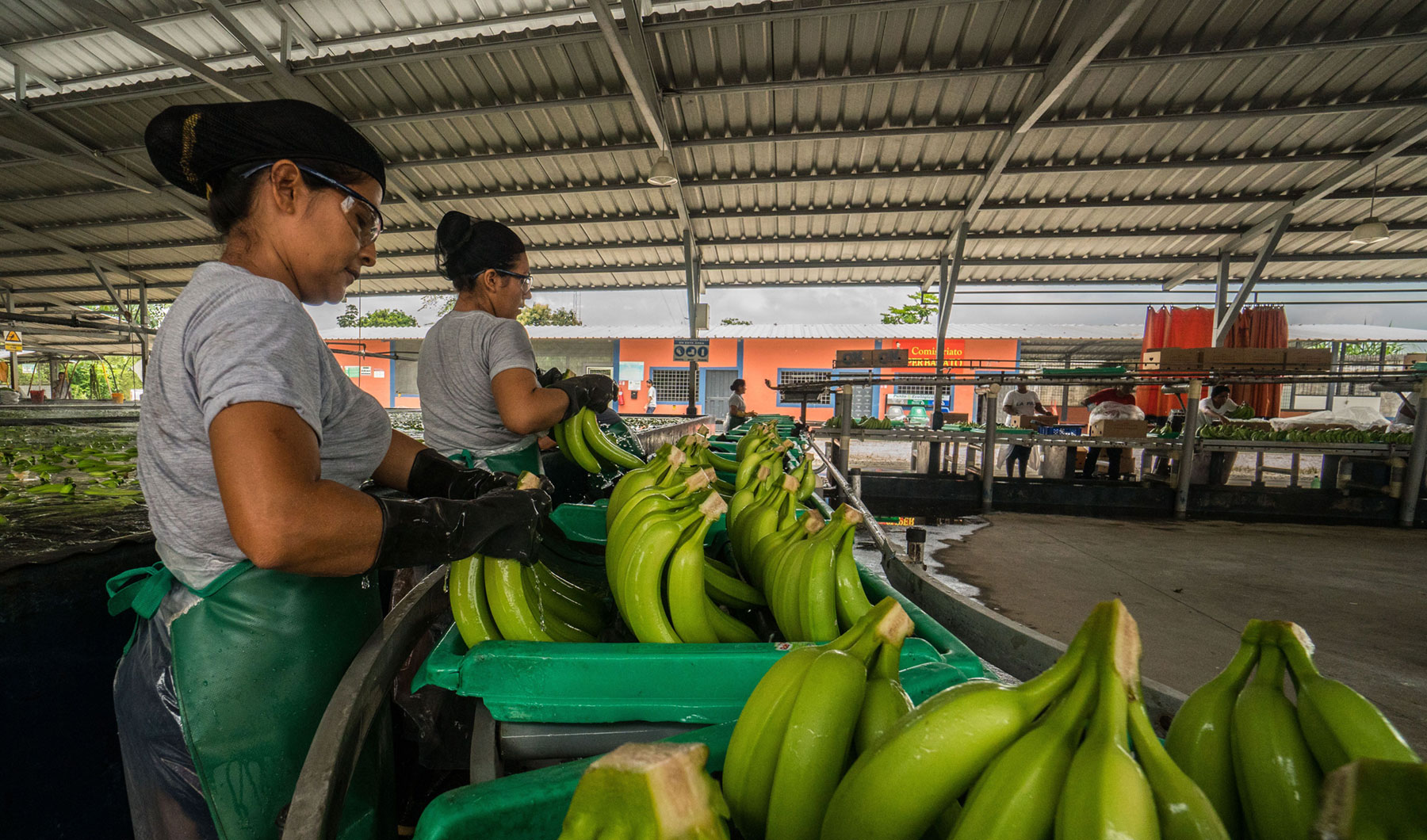 Banano ecuatoriano se posiciona en el mercado alemán gracias a buenas ...