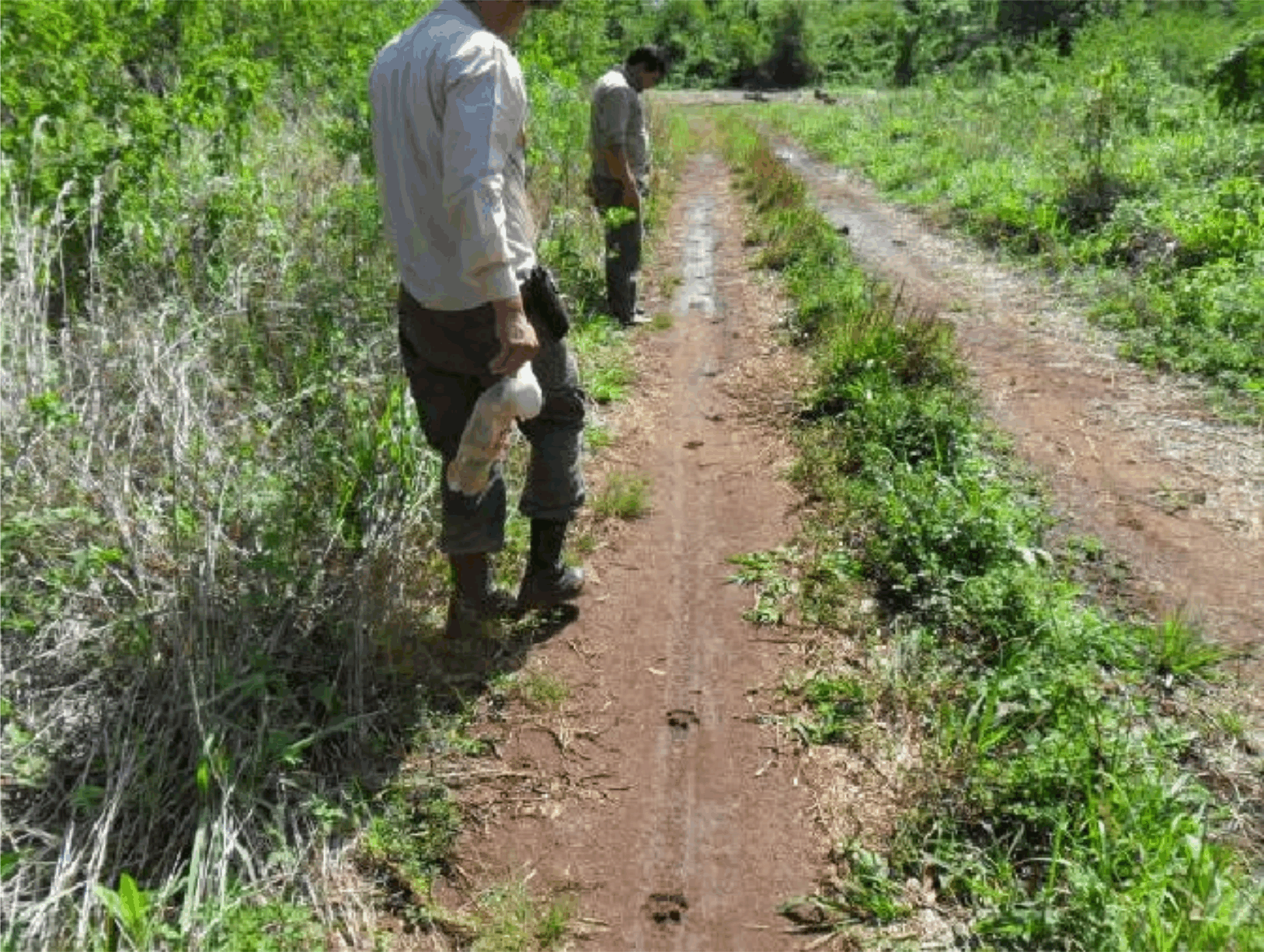 Puma en la Reserva San Rafael | WWF