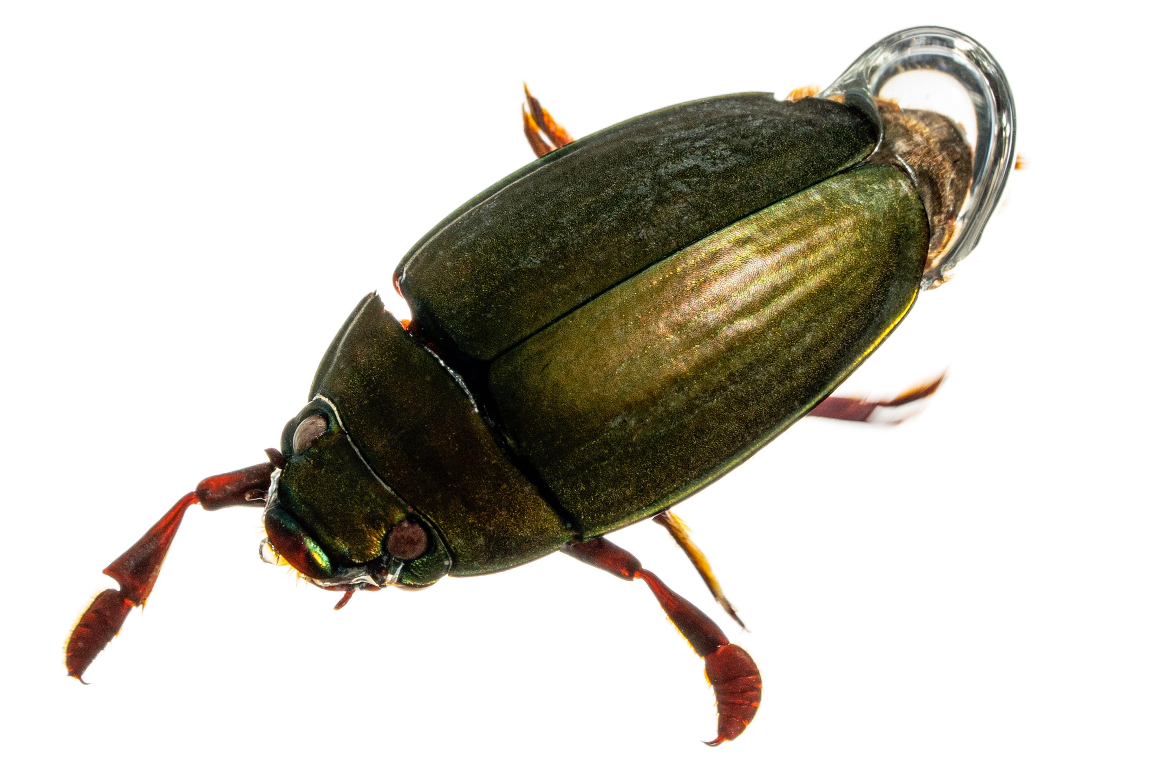 Trucha arcoíris: la mayor competencia para especies nativas en área ...