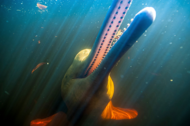 Cinco razones para proteger a los delfines de río | WWF