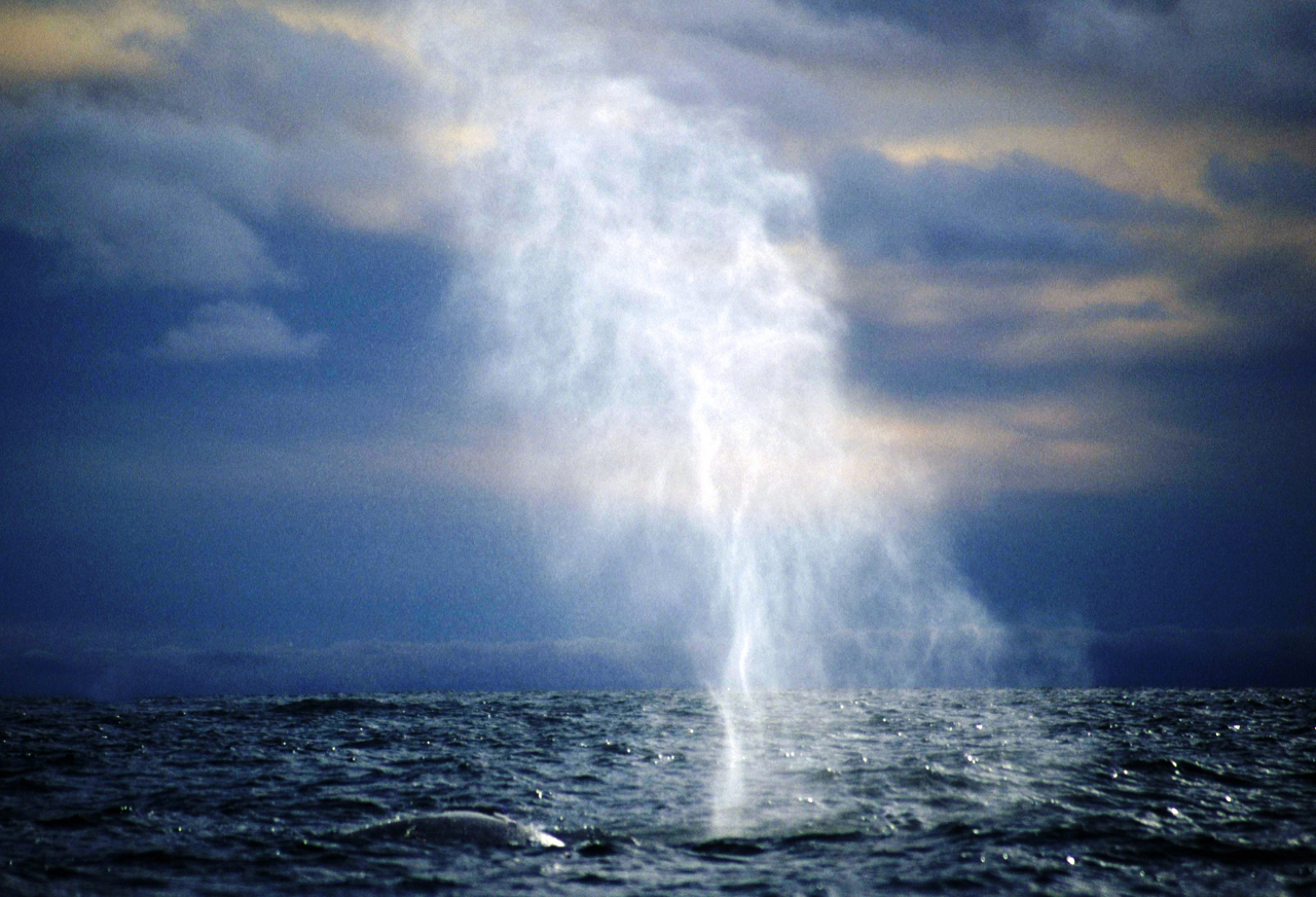 WWF celebra que la CBI se enfoca hacia la conservación | WWF