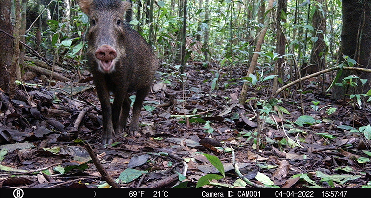 Campesinos del Caquetá y Guaviare monitorean su biodiversidad para ...