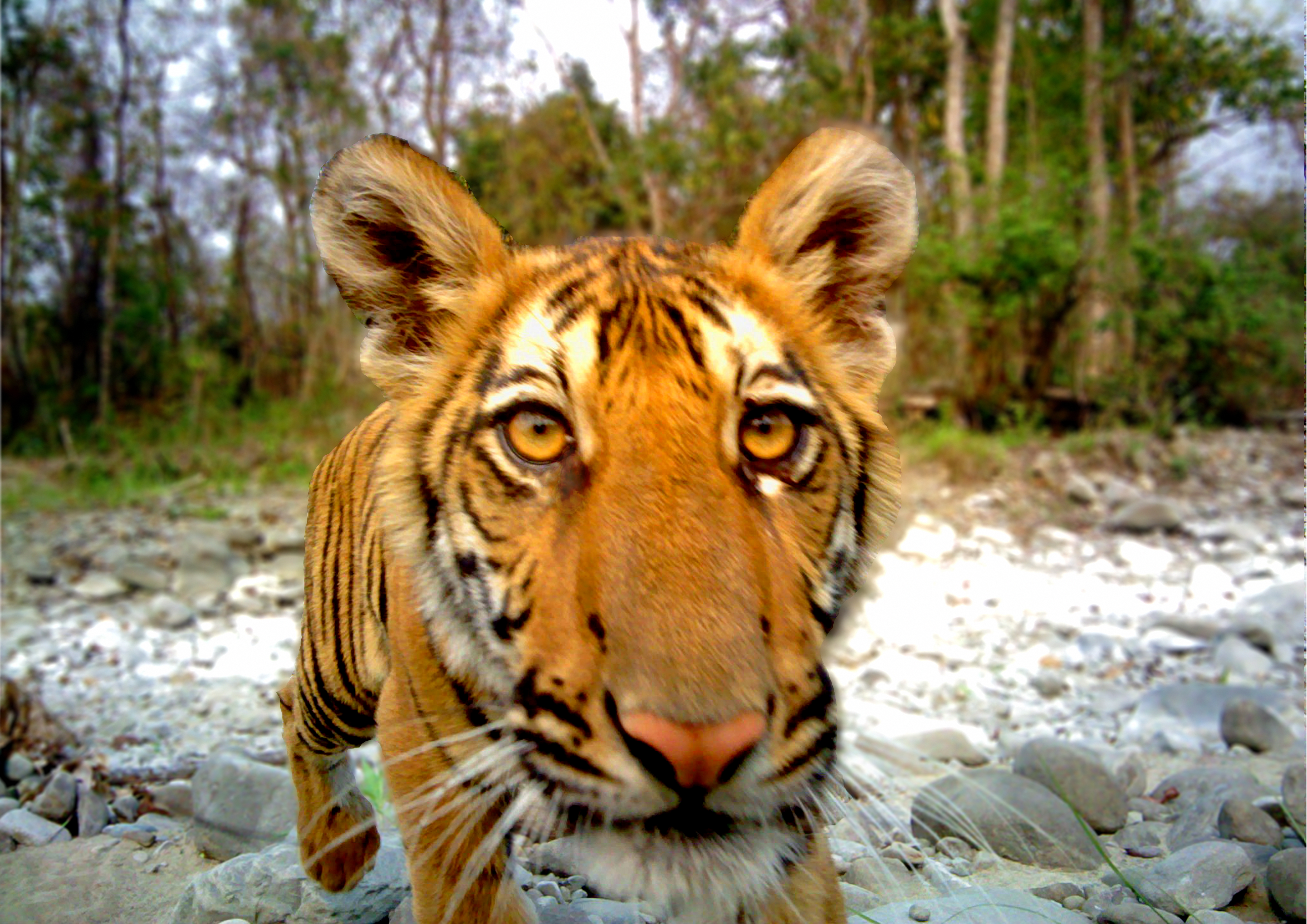 Towards Doubling Tigers in Royal Manas National Park | WWF