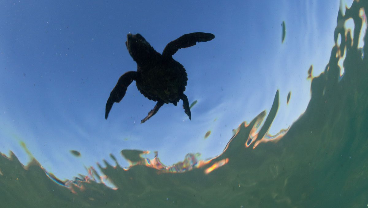 Tortugas marinas: su historia, viajes y supervivencia navegan en ...