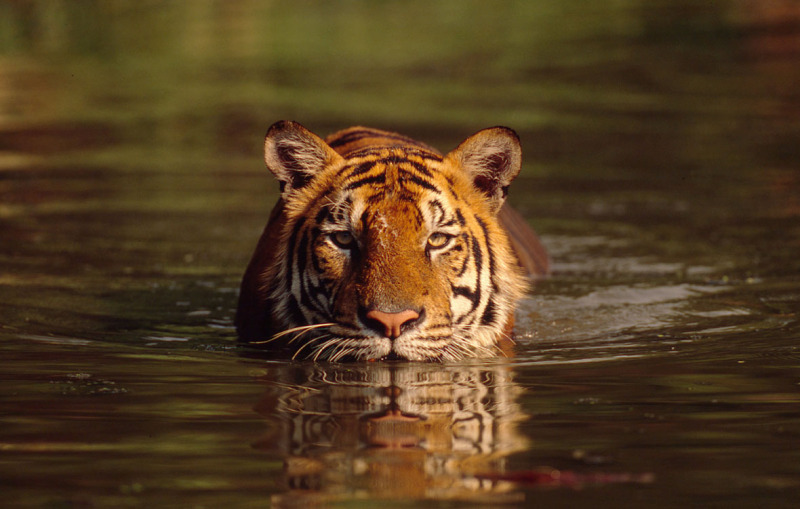 World Wildlife Day 2018: The unexpected threats jeopardising the future ...