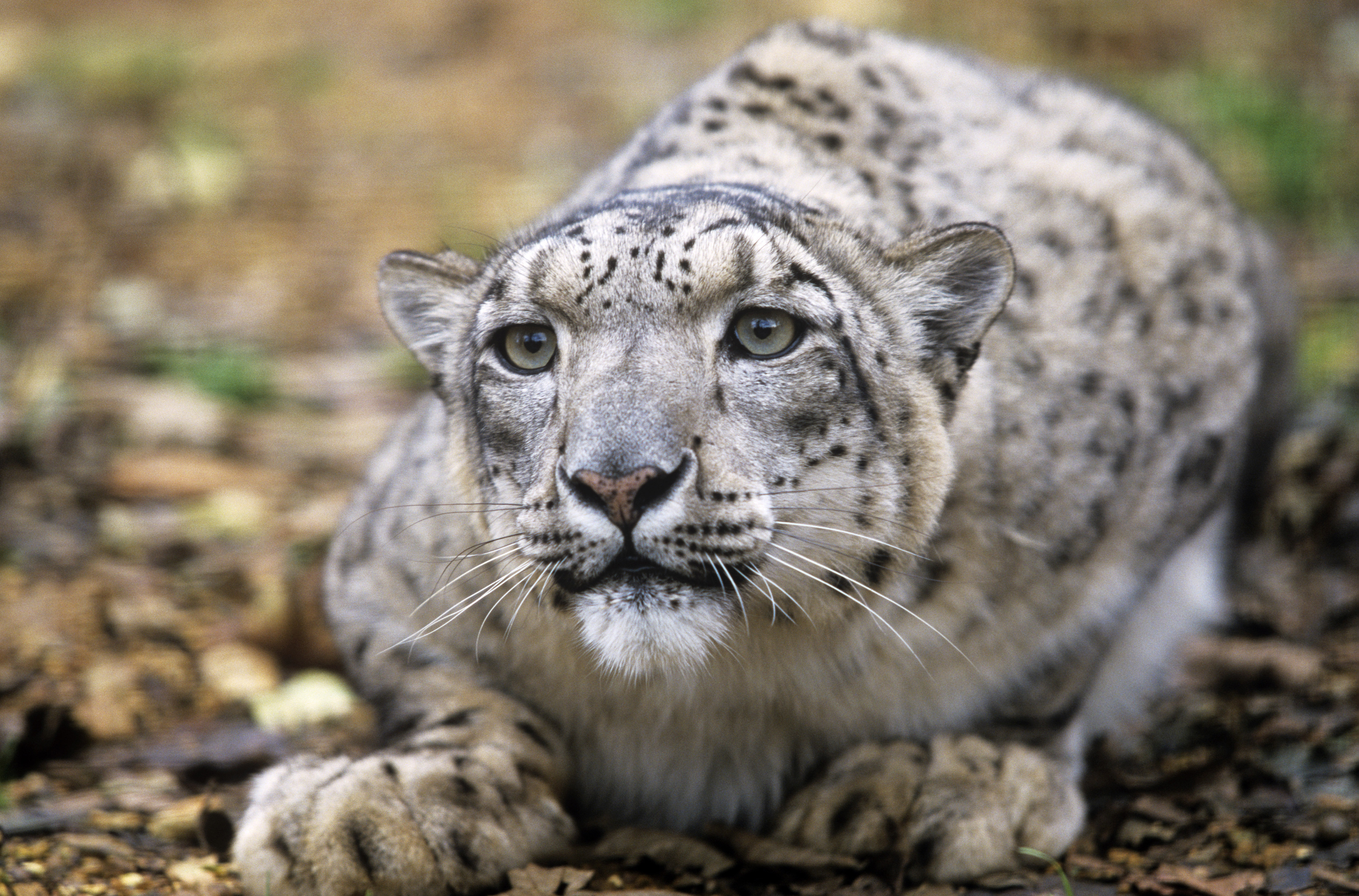 World Wildlife Day 2018: The unexpected threats jeopardising the future ...