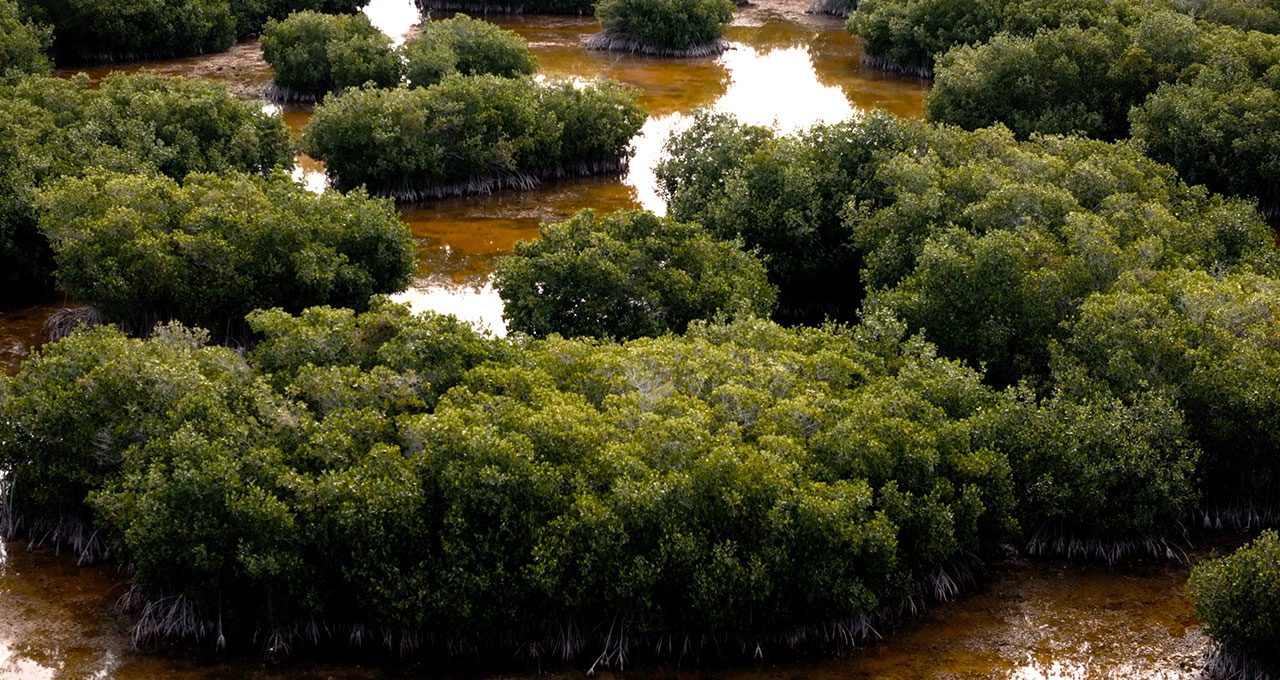 WWF y Google apoyarán a la conservación de manglares con inteligencia ...